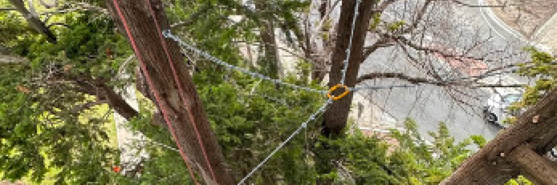 Gallery - Tree Technician