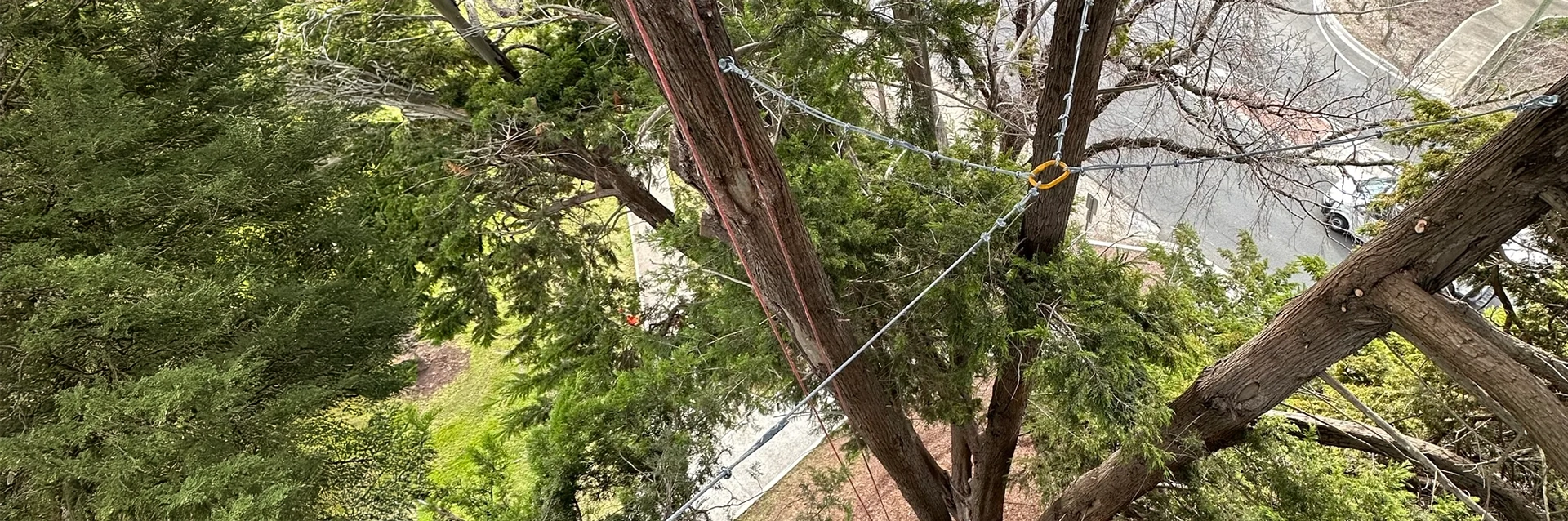 Cabling & Bracing - Tree Technician