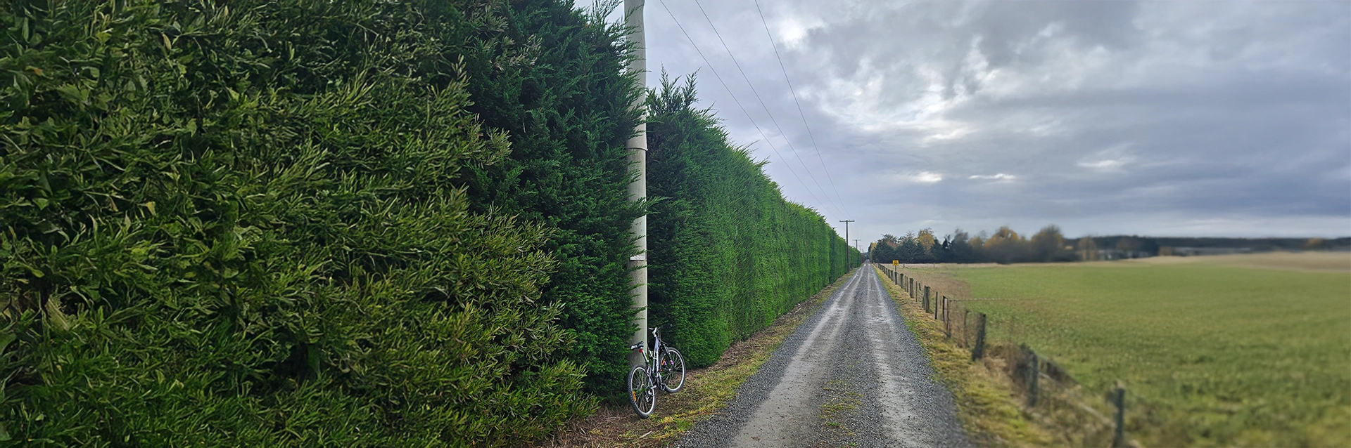 Hedge Trimming - Tree Technician