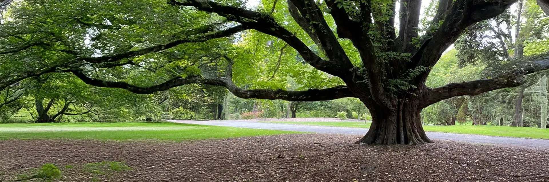 Protected Tree Work - Tree Technician