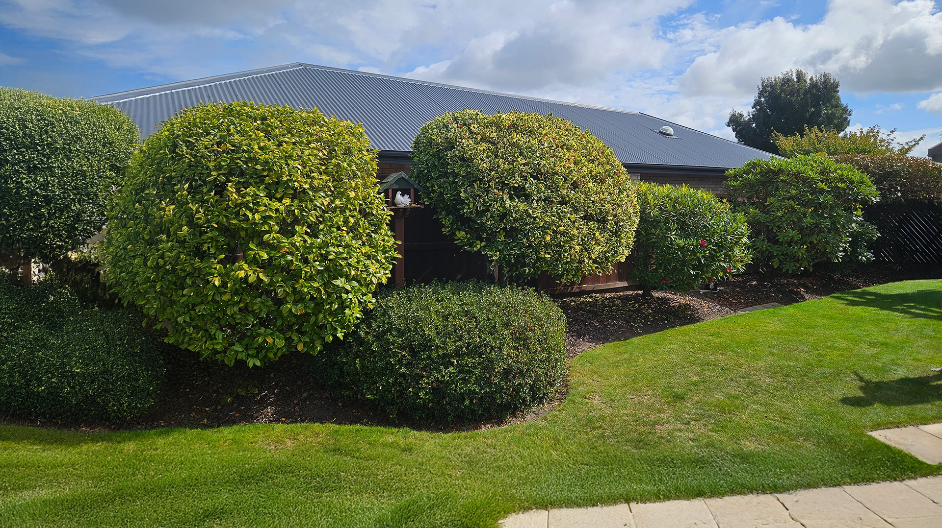 Tree Trimming & Pruning - Tree Technician